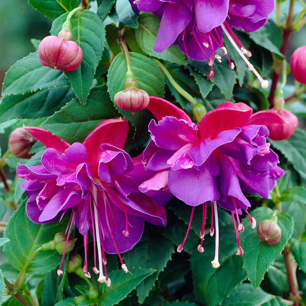 Fuchsia 2 – Gabrielsen Farms LLC