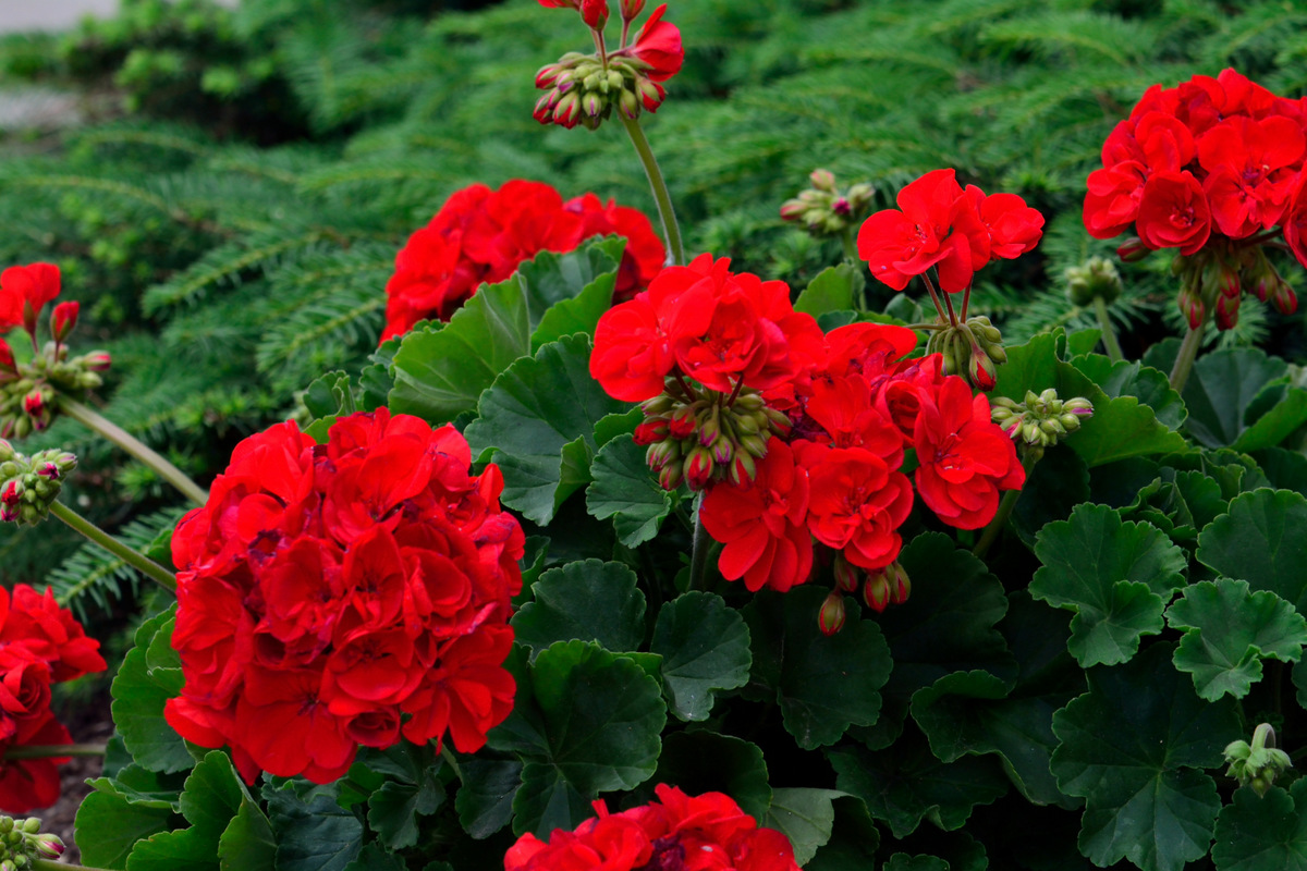Potted Annuals – Gabrielsen Farms LLC